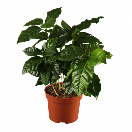 Kaffeepflanze | Coffea Arabica